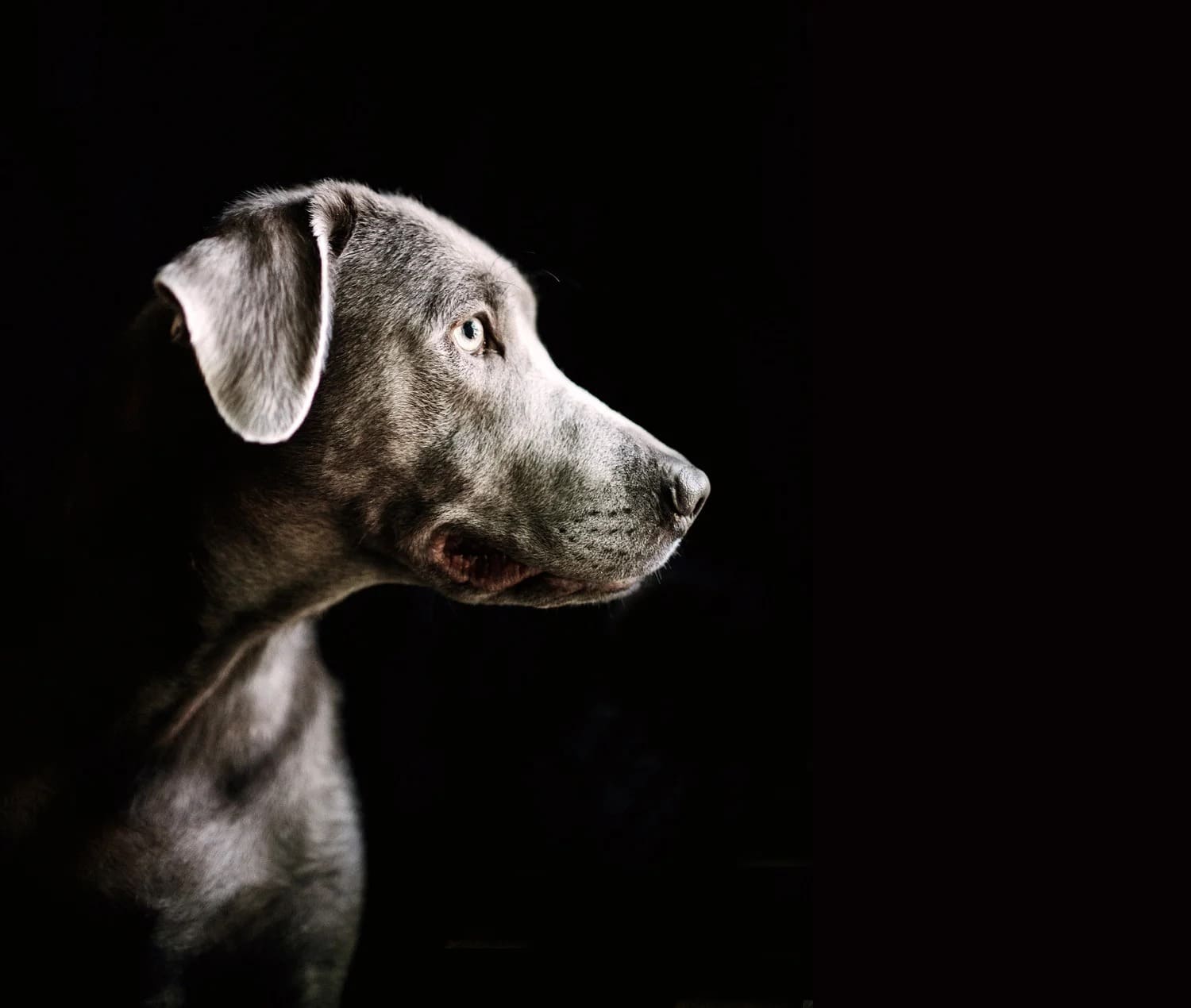Two Hands Four Paws Therapy | Experience Milton